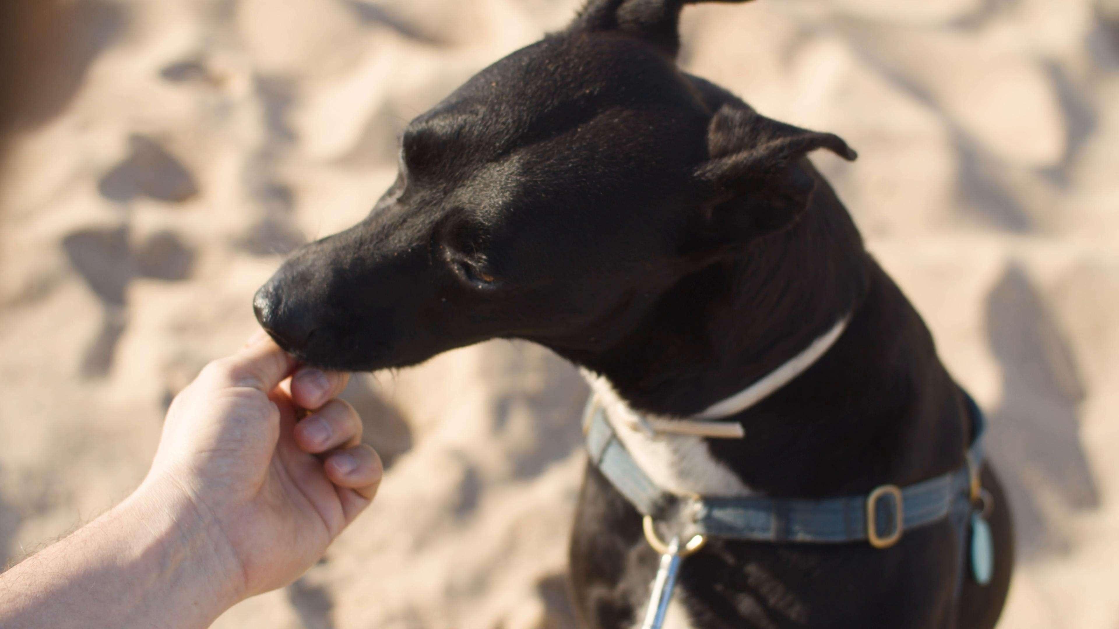 Create an app for your dog training profession | No-Code App Builder ...